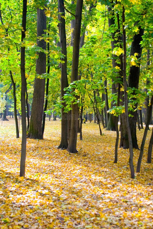 Autumn colors in the park stock photo. Image of peaceful - 10249798