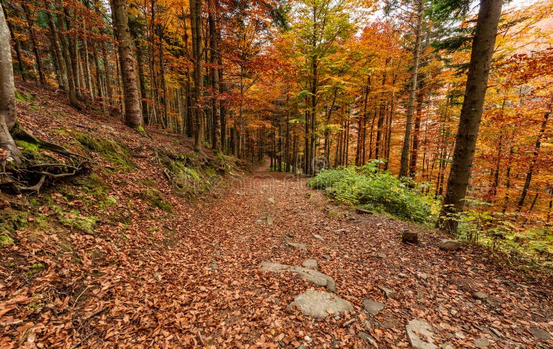 Autumn Colors, Path in the Forest in the Fall Season. Stock Image ...