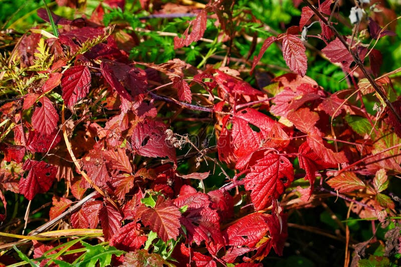 Autumn Colors, Red Leaves, Bright Autumn, Autumn Stock Image - Image of ...