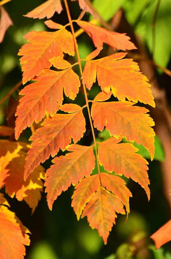 Autumn Colors - Rusty Leaves Stock Image - Image of golden, background ...