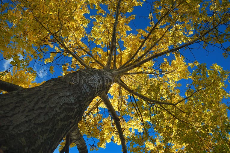 230 Four Seasons Maple Trees Stock Photos - Free & Royalty-Free Stock ...