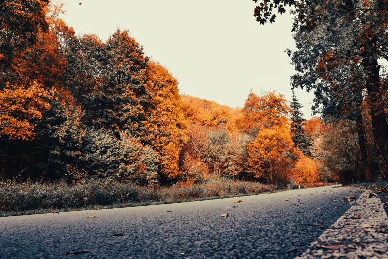 Autumn Colors of Trees on the Asphalt Road Leading through the Forest ...