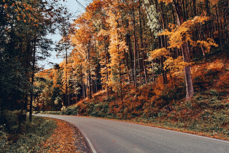 Autumn Colors of Trees on the Asphalt Road Leading through the Forest ...