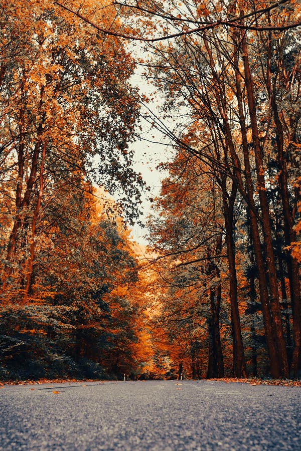 Autumn Colors of Trees on the Asphalt Road Leading through the Forest ...
