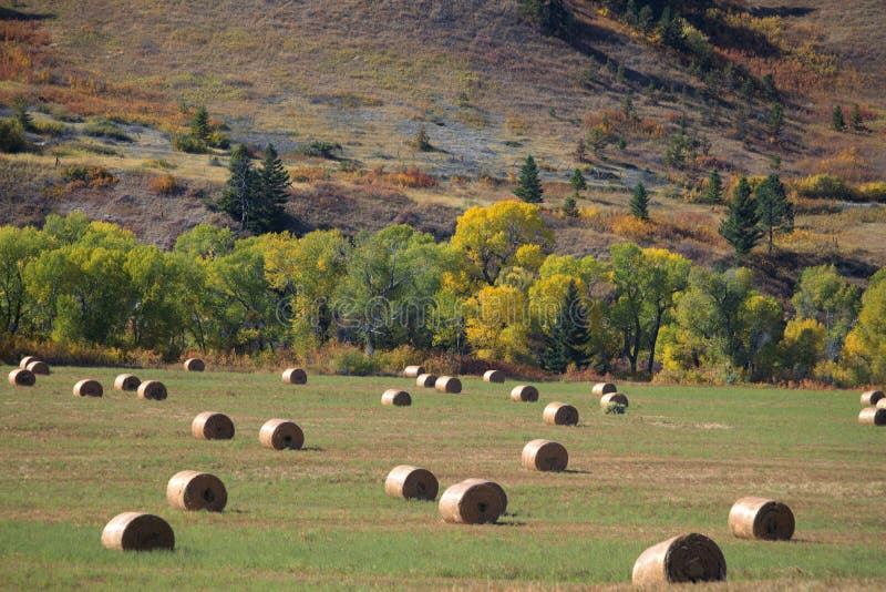 Autumn Colors in Trees with Field of Round Hay Bales Stock Photo ...