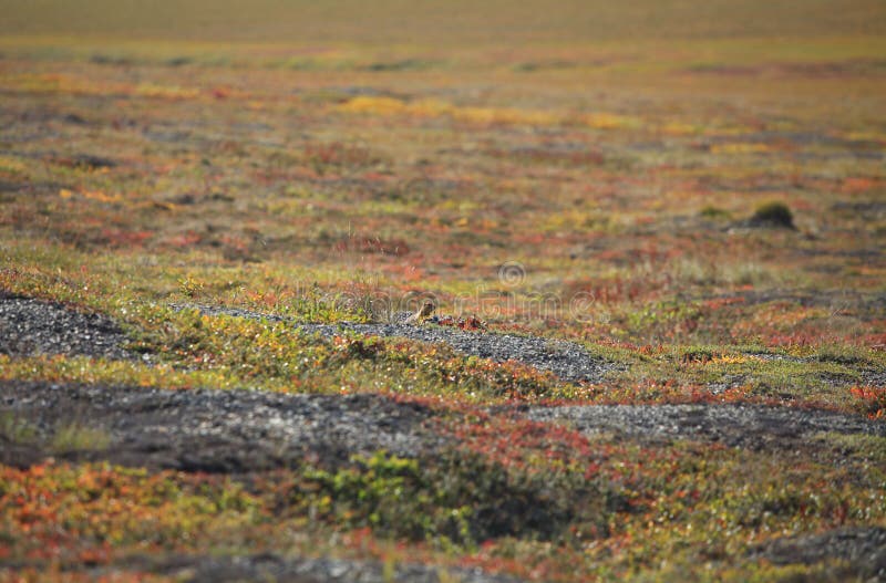 Autumn colors of tundra stock image. Image of motley - 93122151