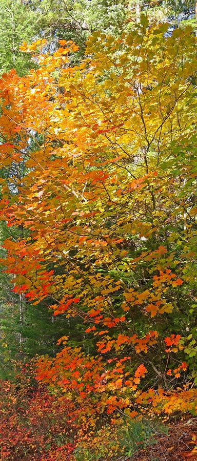 Autumn Colors stock photo. Image of beauty, maples, plant - 102049568