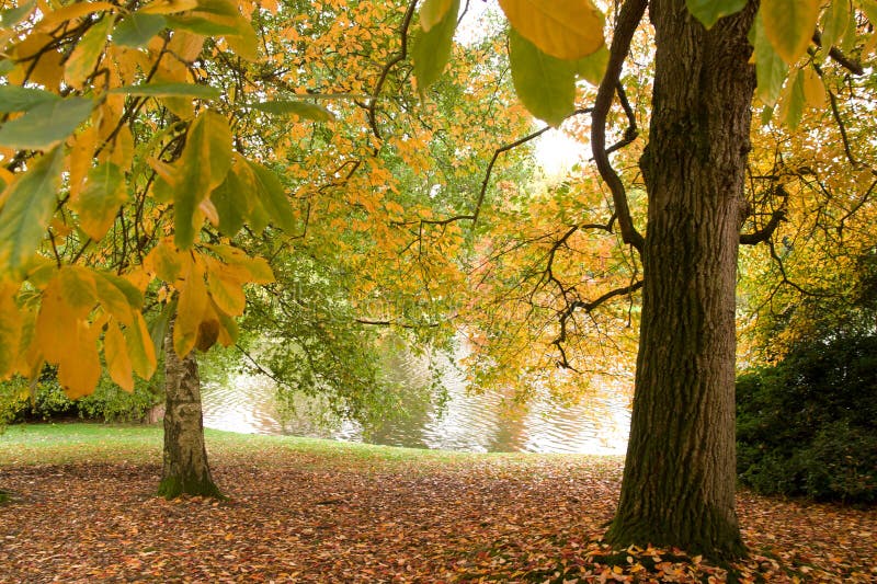 Autumn colors on water stock image. Image of branches - 27136297