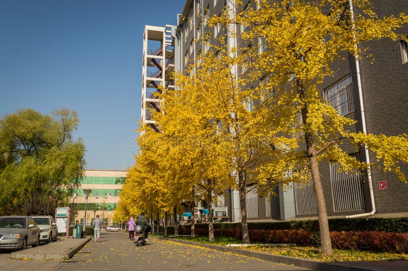 Autumn Colour Scenery in College 5 Editorial Photography - Image of ...