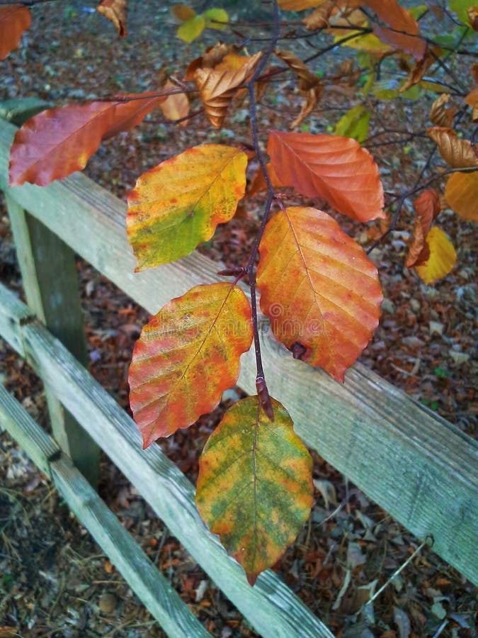 Autumn Coloured Beech Tree Leaves Stock Photo - Image of beech, brown ...