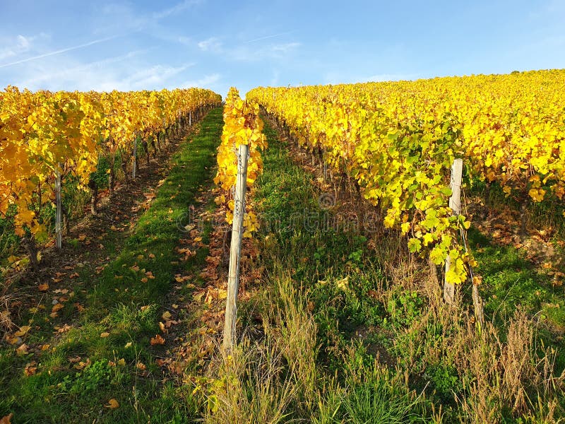 Autumn Coloured Vines in Vineyard in Germany Stock Photo - Image of ...