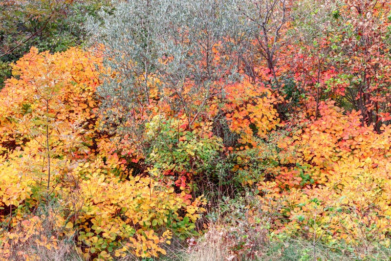 Autumn Colourful Bushes. Autumn Background Stock Image - Image of ...
