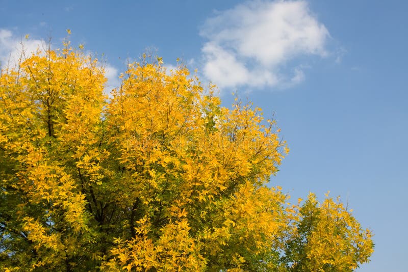 Autumn colours stock photo. Image of treetop, leaves - 11001356