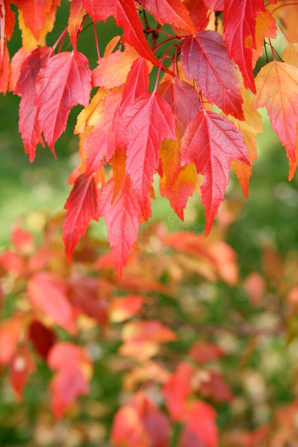 Autumn colours stock image. Image of seasonal, color, leaf - 1237695