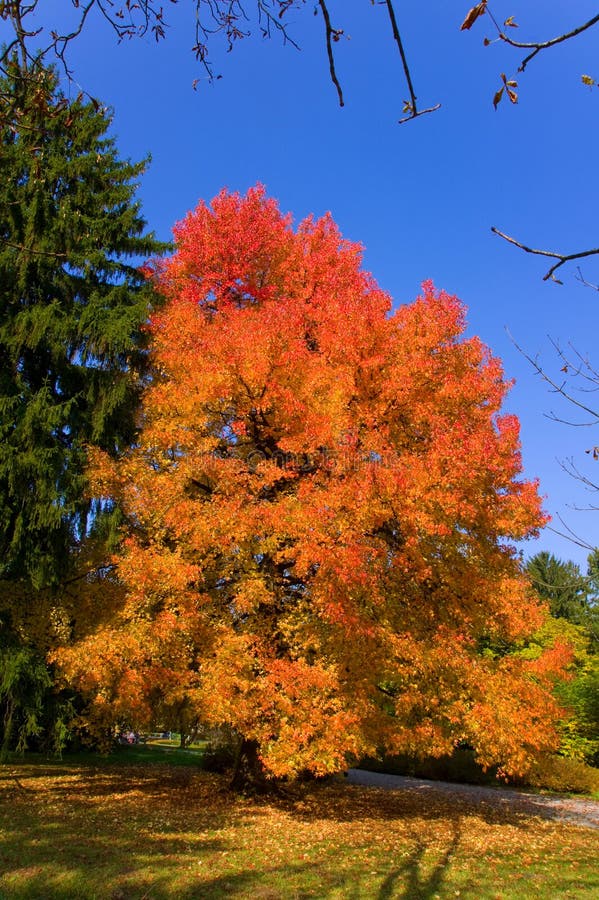 Autumn colours stock photo. Image of color, branch, macro - 12527528