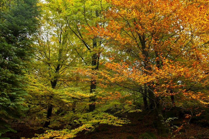 Autumn Colours in the Forest Stock Image - Image of landscape ...