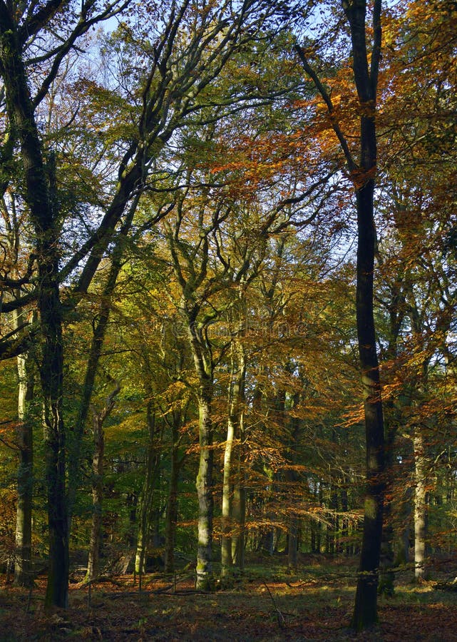 Autumn Colours in Forest of Dean Stock Image - Image of gloucestershire ...