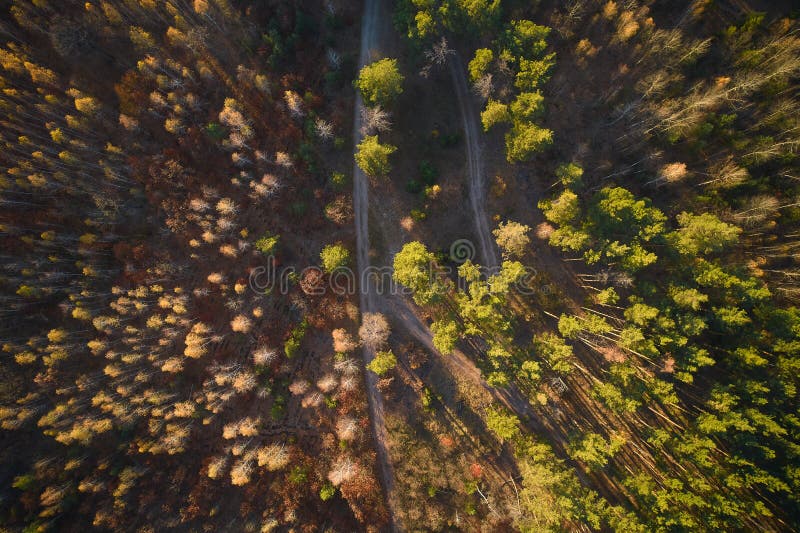 Autumn Colours in Forest Form Above, Captured with a Drone Stock Image ...