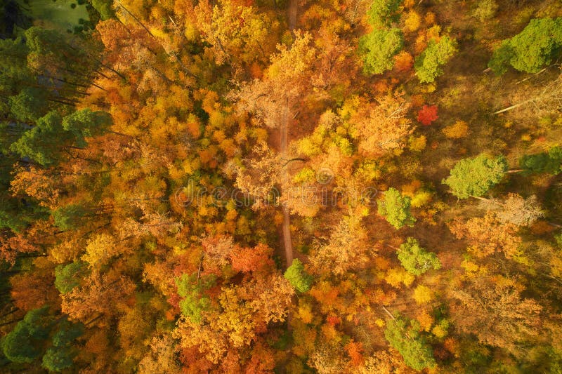 Autumn Colours in Forest Form Above, Captured with a Drone Stock Image ...