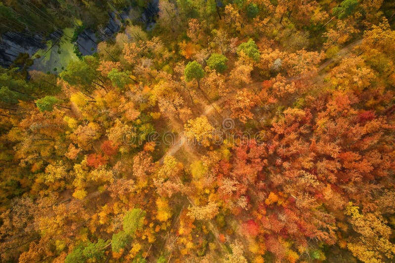 Autumn Colours in Forest Form Above, Captured with a Drone Stock Image ...