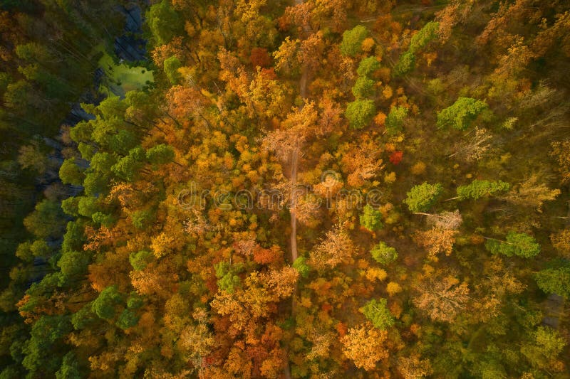Autumn Colours in Forest Form Above, Captured with a Drone Stock Photo ...
