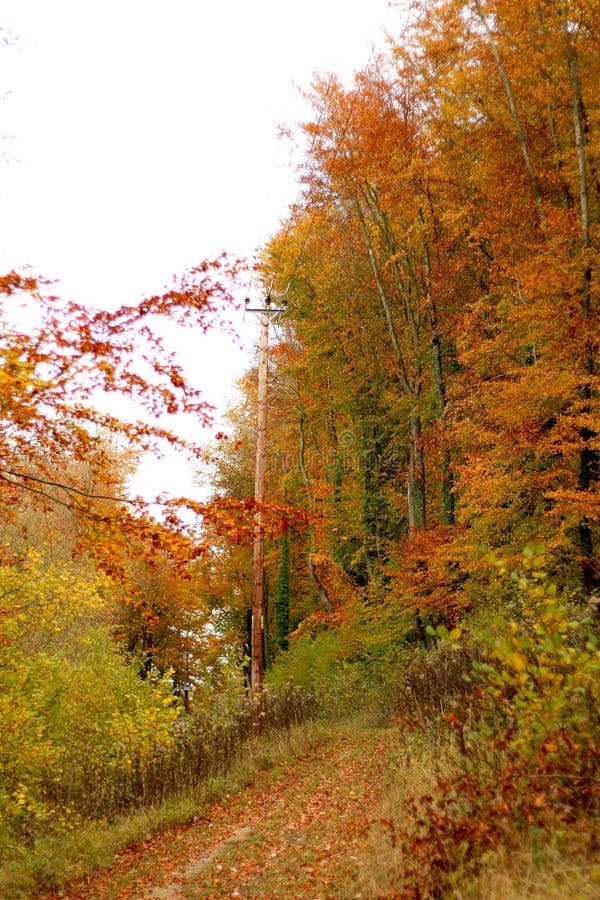 Autumn Colours in the Forest Stock Image - Image of nature, bright ...