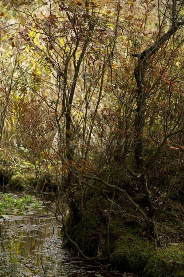 Autumn Colours in Nikko Botanical Gardens Stock Image - Image of ...