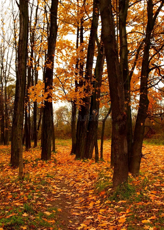 Autumn colours stock image. Image of november, autumn - 32693115