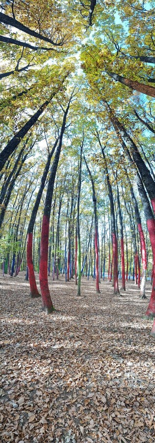 Autumn Colours. Rainbow Trees Stock Photo - Image of circle, leaf ...