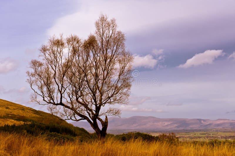 Autumn Colours - Single Tree Stock Image - Image of field, meadow: 18387265