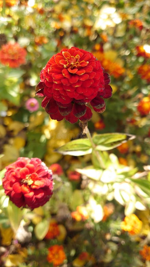 Autumn Colours - Various Types of Garden Flowers in the Fall Stock ...