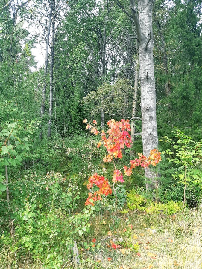 Autumn Coming To Life stock image. Image of symbol, wood - 16438905