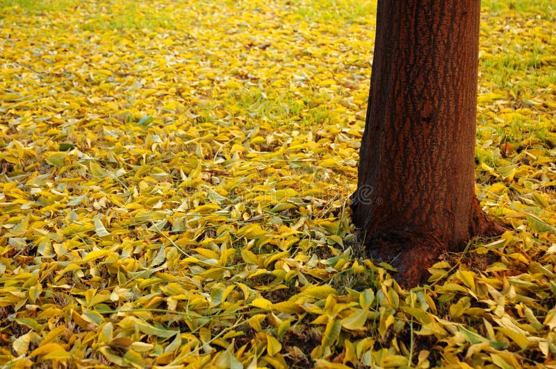 Autumn Coming stock image. Image of plant, autumn, fall - 946421
