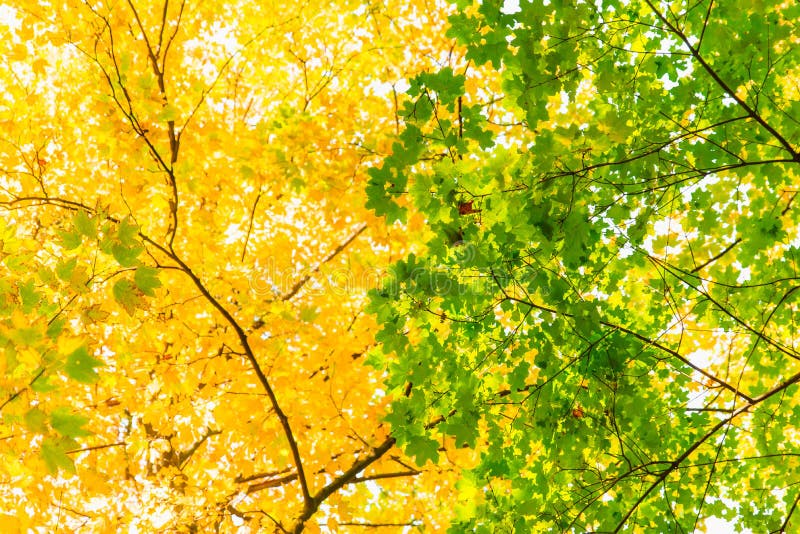 Autumn is Coming Tree with Green Yellow Leaves and Empty Branches Stock ...
