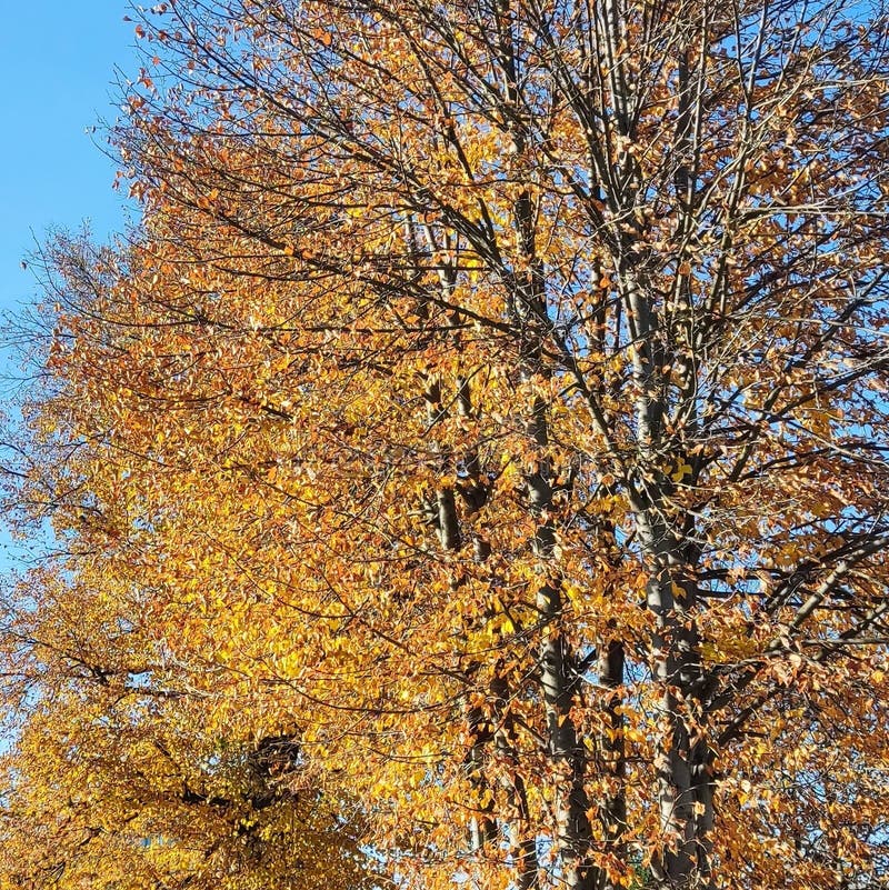 Autumn is Coming Tree Walking Nature Stock Image - Image of walking ...