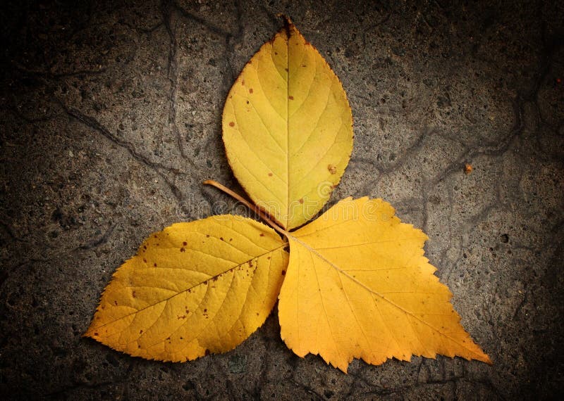 Autumn composition stock image. Image of flower, foliage - 11465097