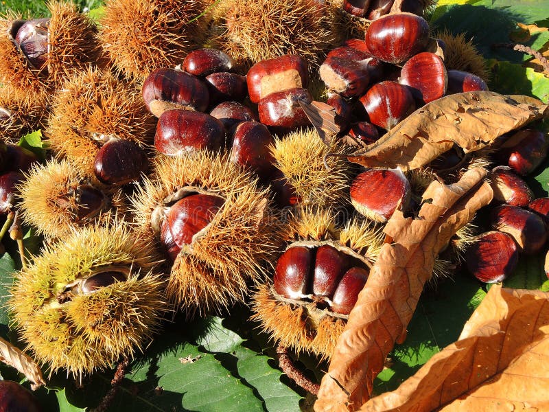 Autumn Composition of Chestnuts, Hedgehog and Chestnut Leaves Stock ...
