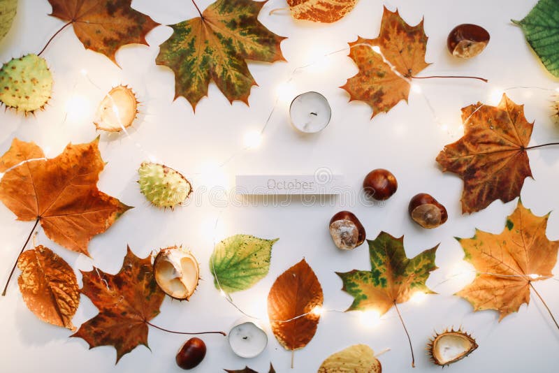 Autumn Composition. Forest Materials on White Background. October Flat ...
