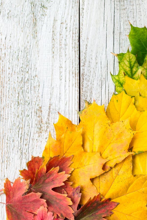 Autumn Composition with Colorful Leaves of Different Trees in a Corner ...