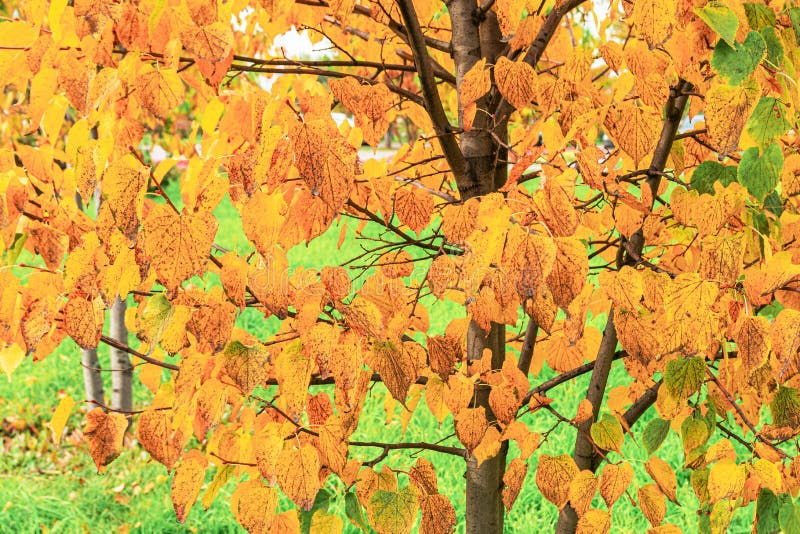 Autumn Composition Consisting of Yellowed Foliage of a Linden Tree on a ...