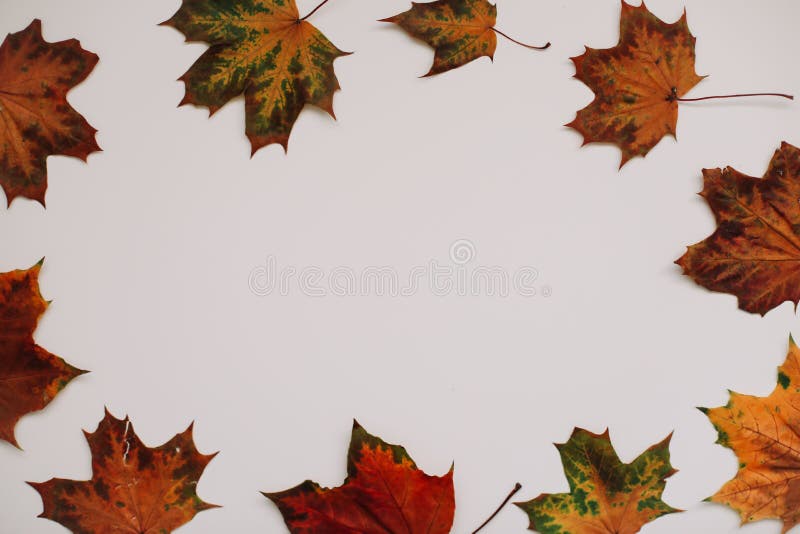 Autumn Composition. Forest Materials on White Background. October Flat ...