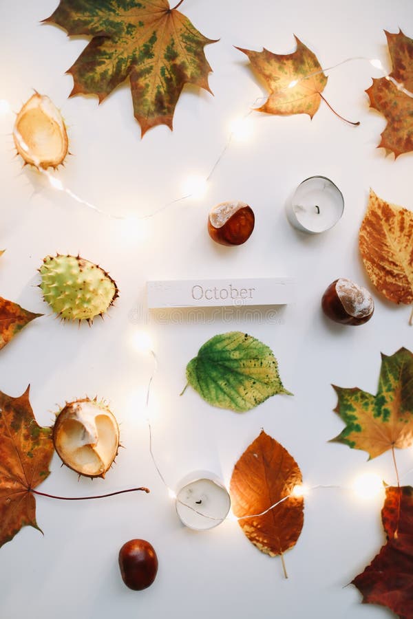 Autumn Composition. Forest Materials on White Background. October Flat ...