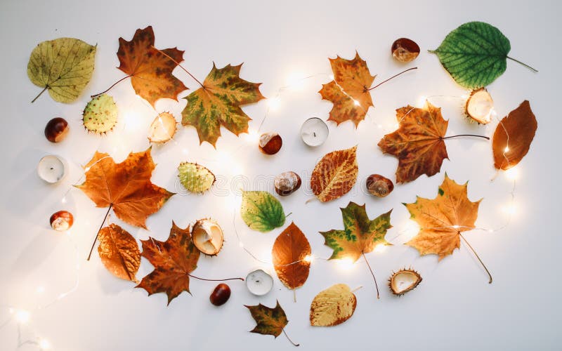 Autumn Composition. Forest Materials on White Background. October Flat ...