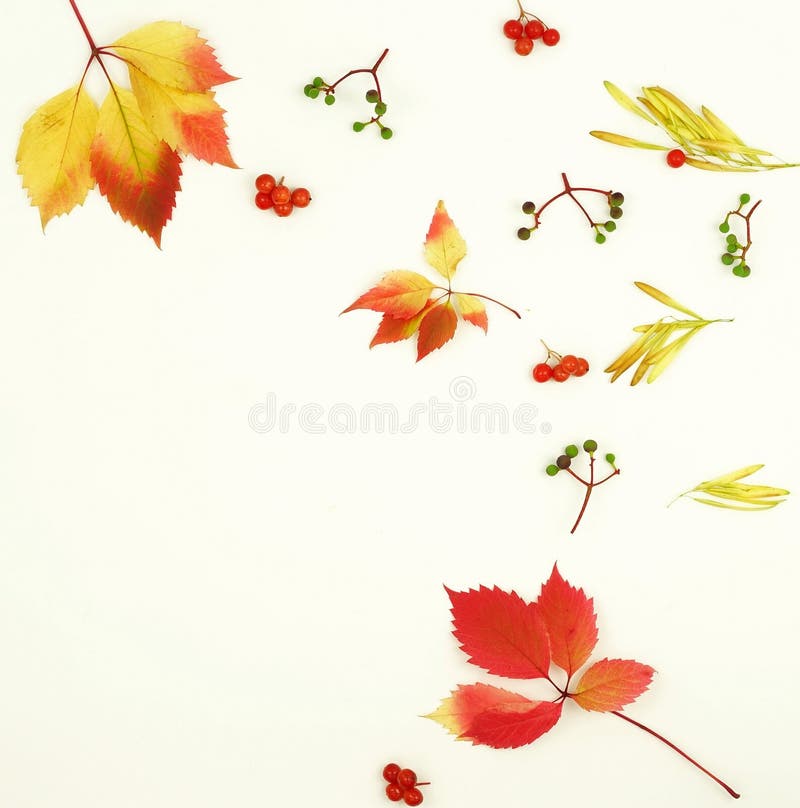 Autumn Composition. Frame Made of Autumn Maple Tree Leaves Stock Photo ...