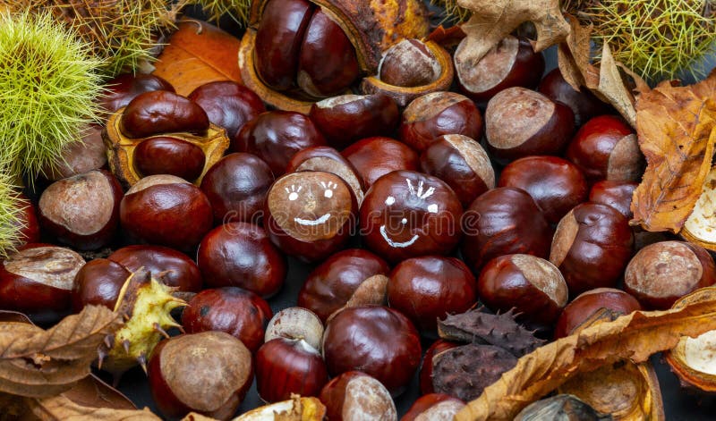 Autumn Composition with Fresh Chestnuts with a Smile and Fall Foliage ...
