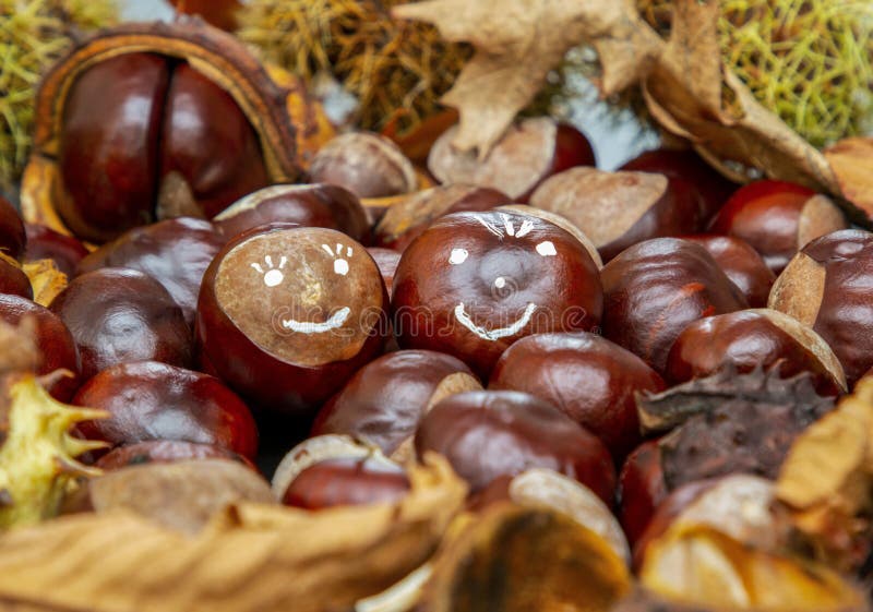 Autumn Composition with Fresh Chestnuts with a Smile and Fall Foliage ...