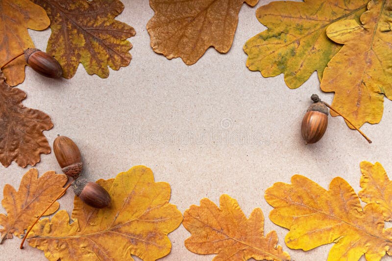 Autumn Composition on a Neutral Background. Bright Autumn Oak Leaves ...