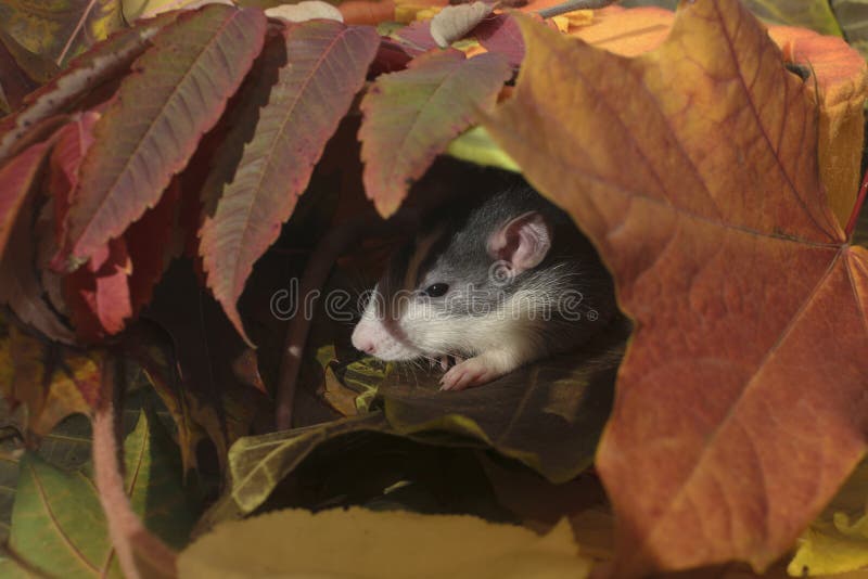 Autumn Composition with a Rat Stock Image - Image of cabbage, macro ...