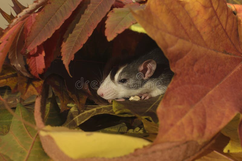 Autumn Composition with a Rat Stock Image - Image of fauna, background ...