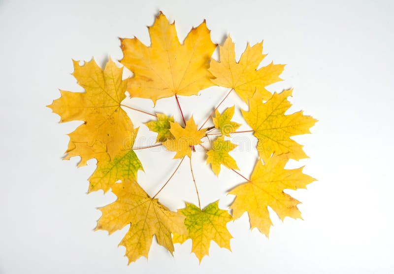 The Round Pattern is Made of Maple Branches with Yellow Leaves on a ...